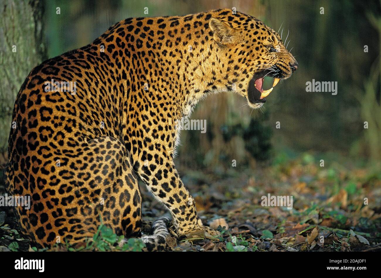 African leopard growling hi-res stock photography and images - Alamy