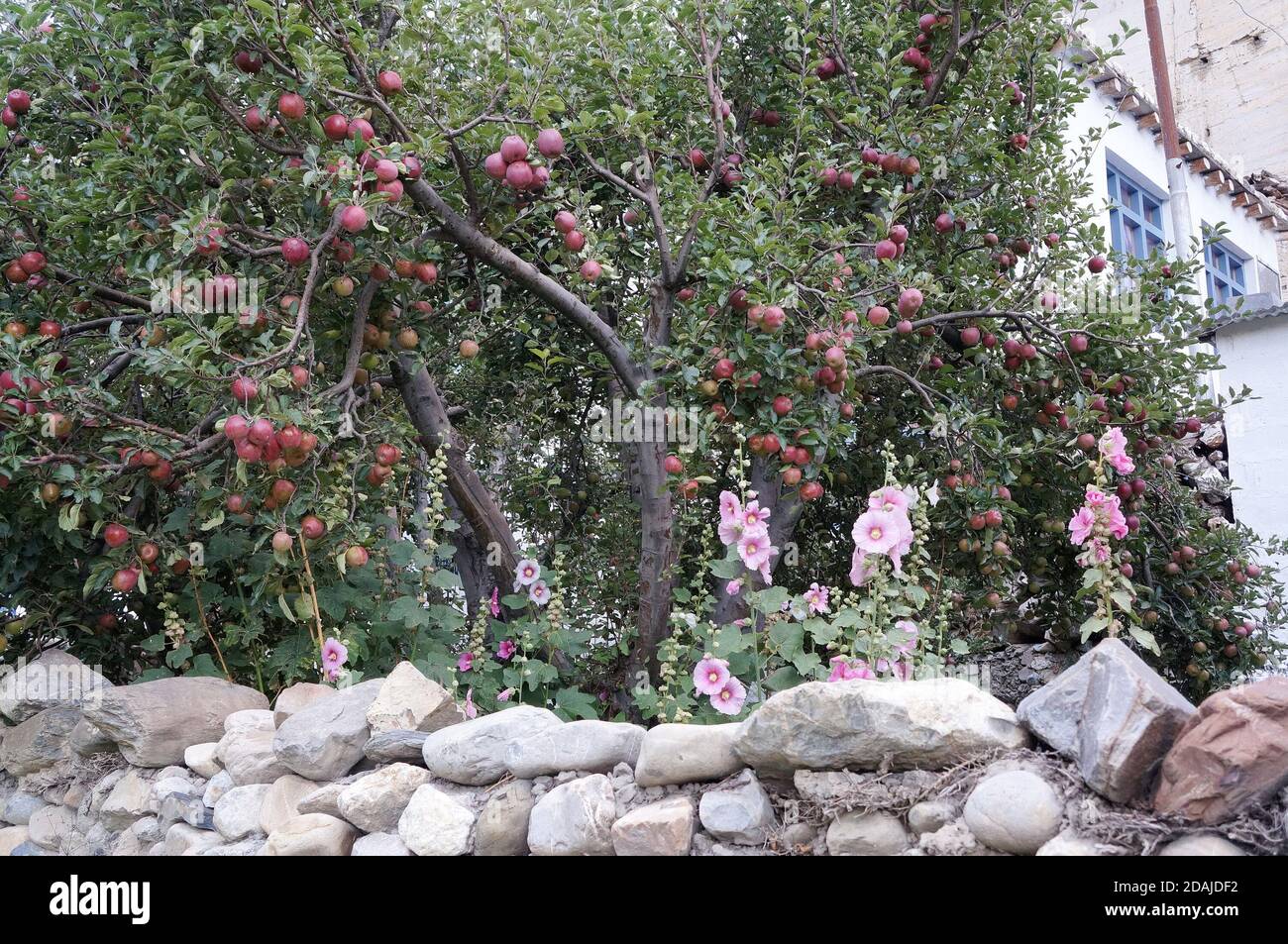 Apple tree with ripening fruit and mallow flowers near the Nepalese ...