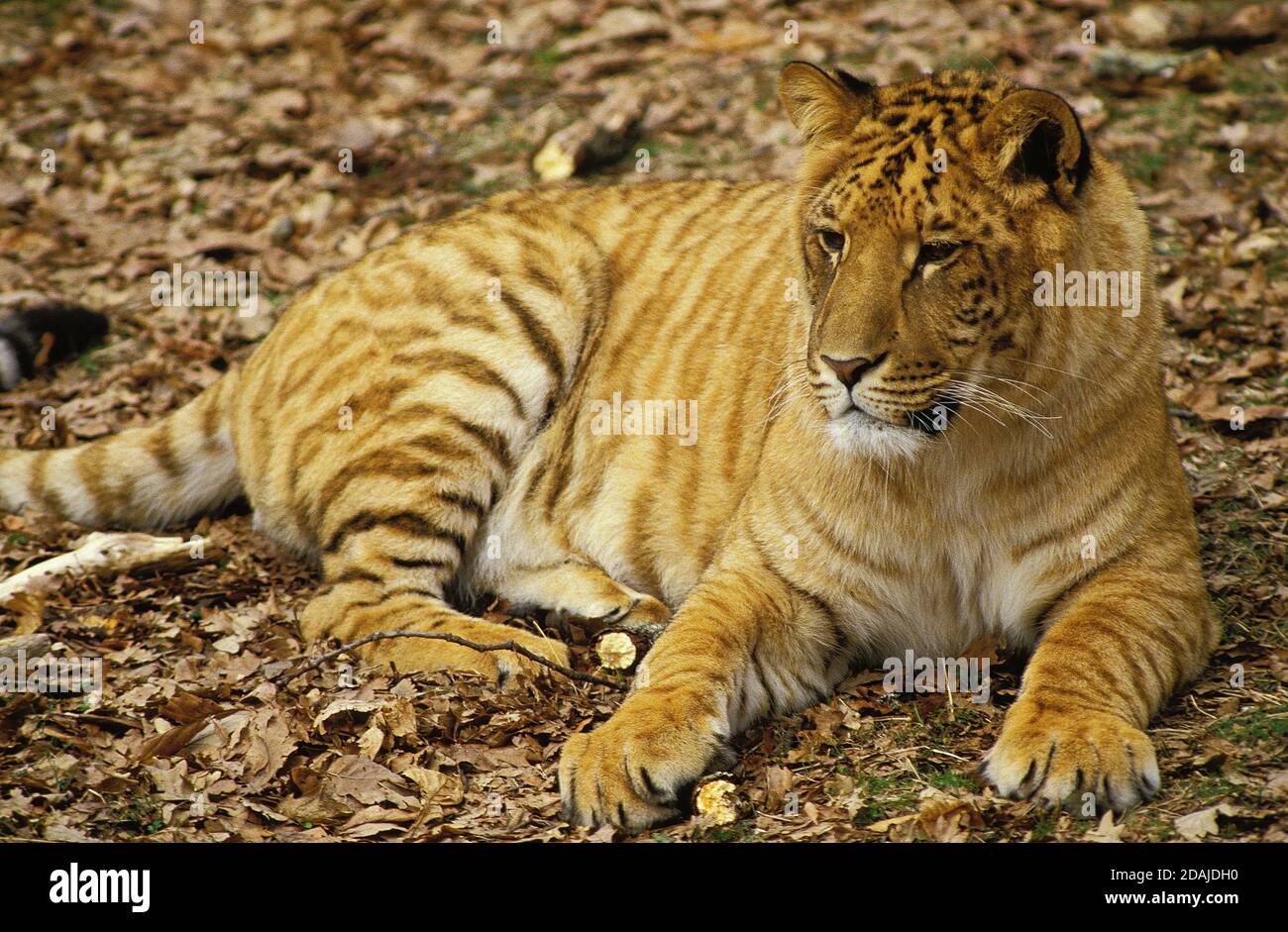 Tigon hi-res stock photography and images - Alamy