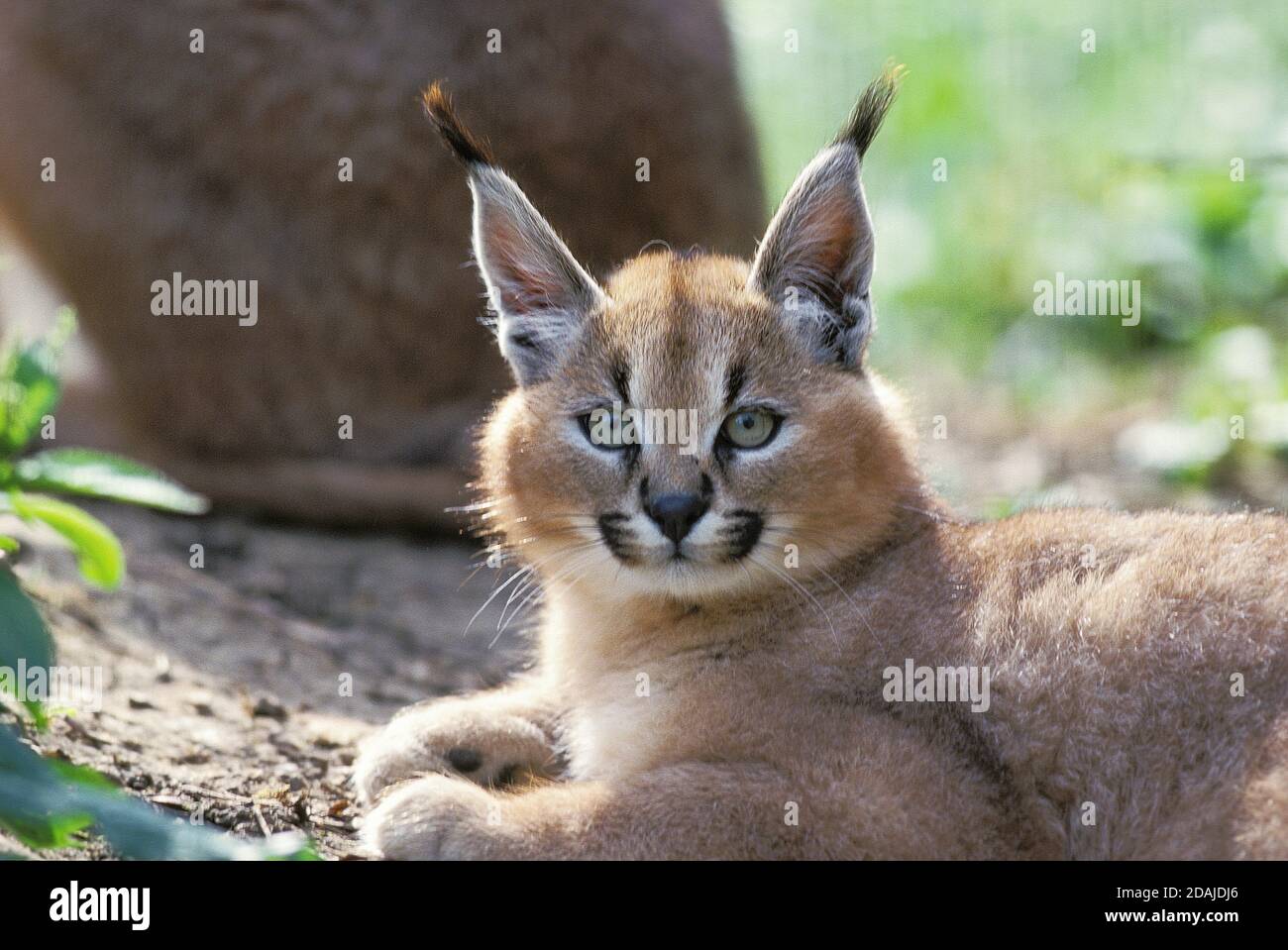 CARACAL caracal caracal, PORTRAIT OF CUB Stock Photo - Alamy
