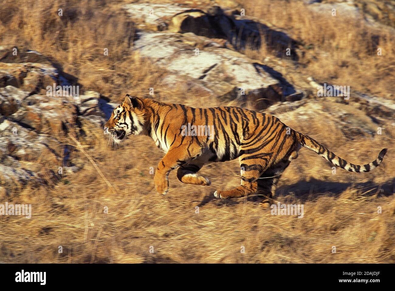 Bengal tiger male running hi-res stock photography and images - Alamy