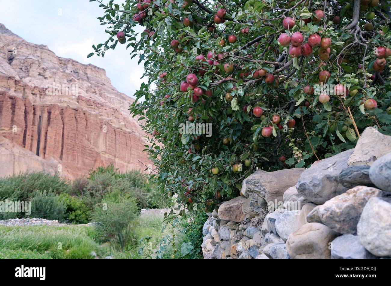 Apple tree with ripe red fruits in the garden, on a background of the ...