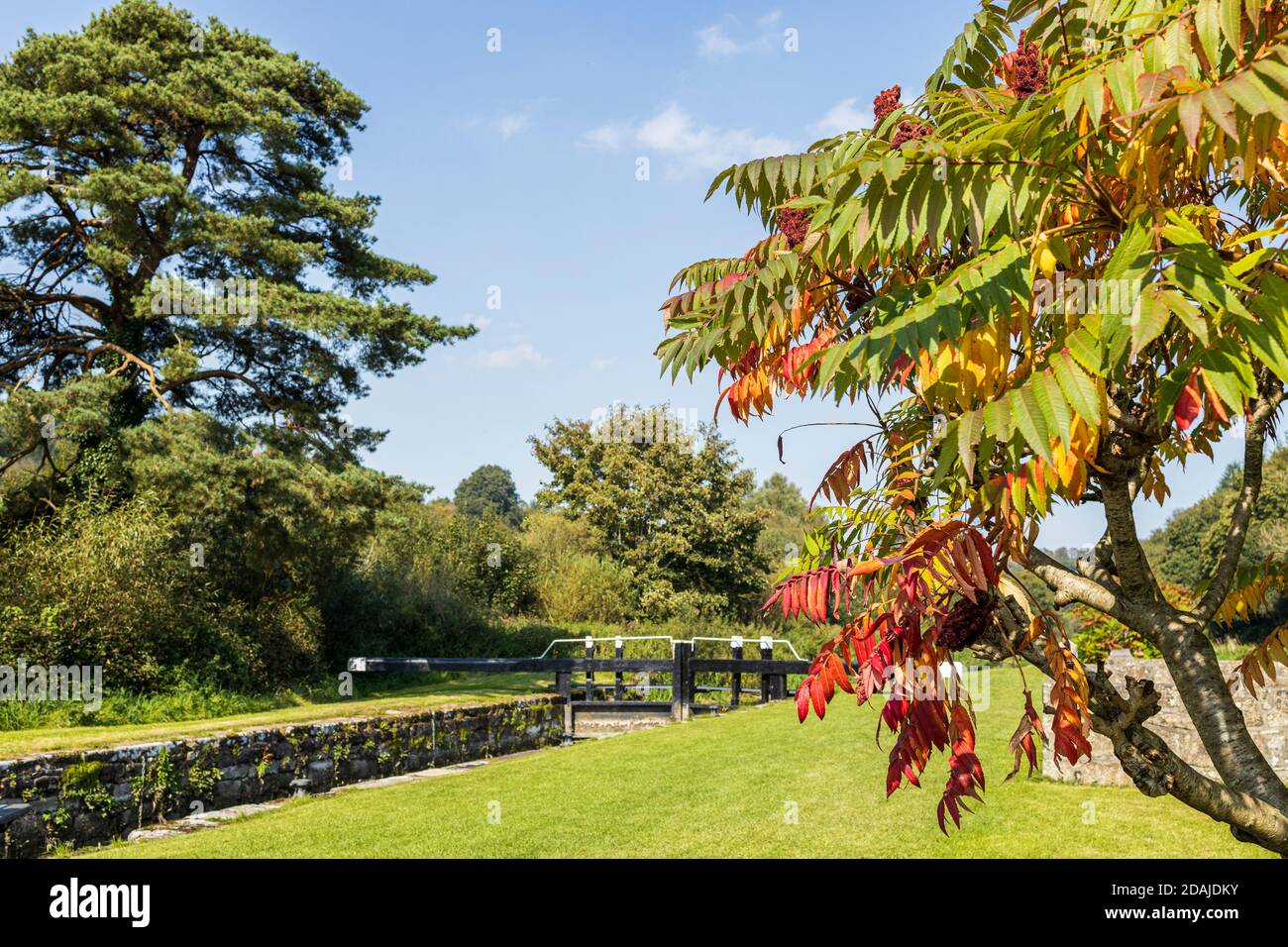 Rhus typhina, Staghorn sumac, sumaq, tree with leaves turning red on ...