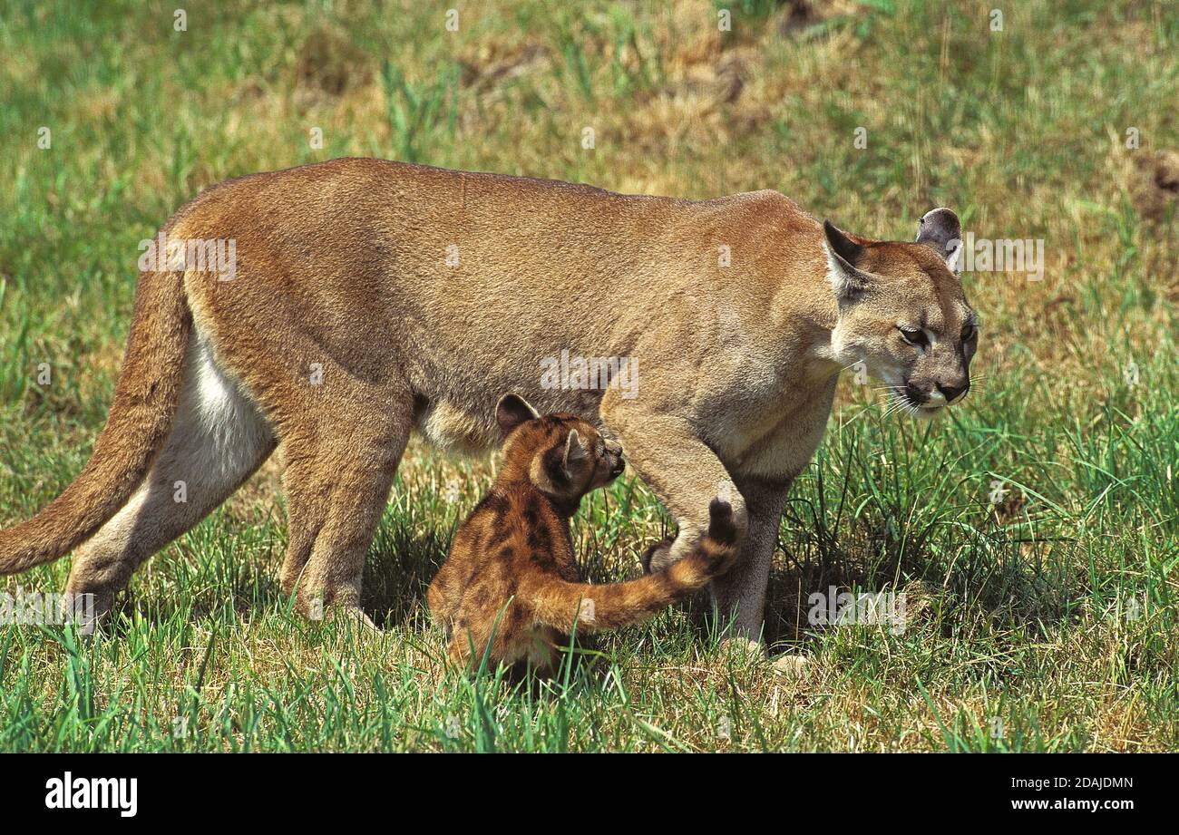 COUGAR puma concolor, FEMALE WITH CUB STANDING ON GRASS Stock Photo - Alamy