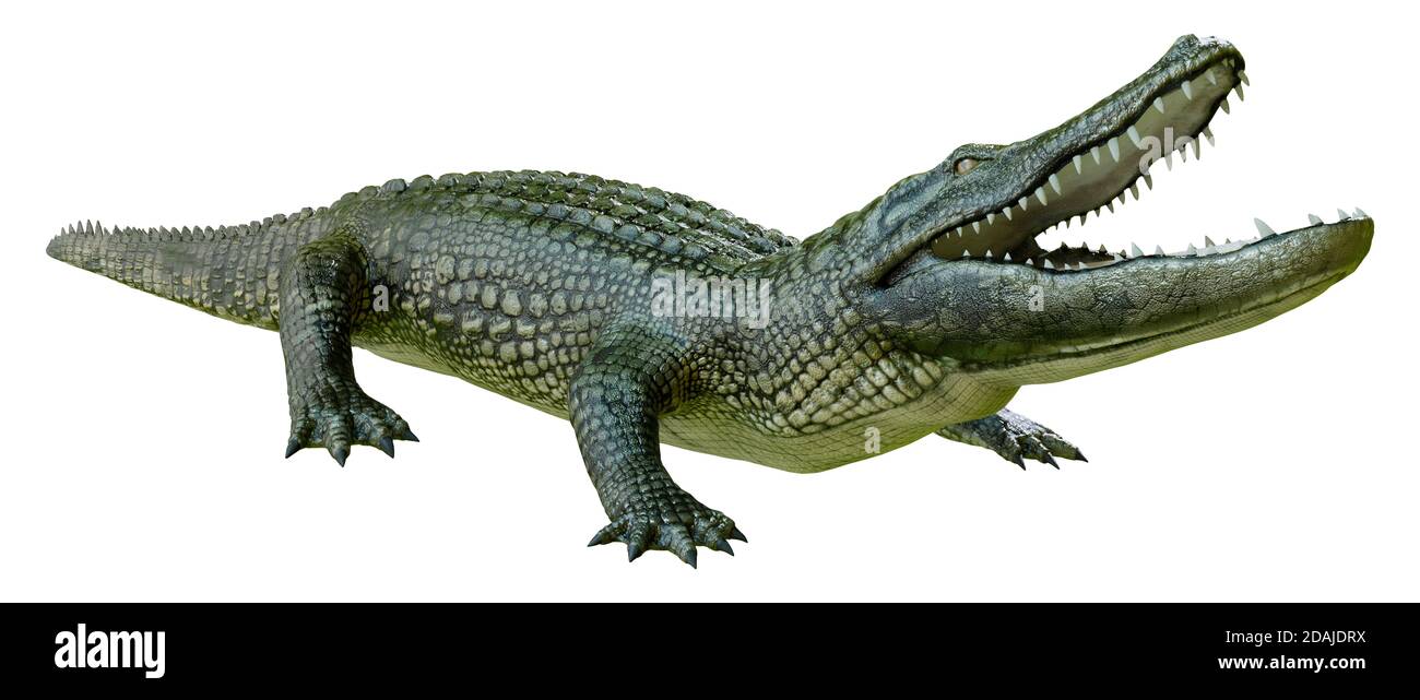 3D rendering of a green alligator isolated on white background Stock ...