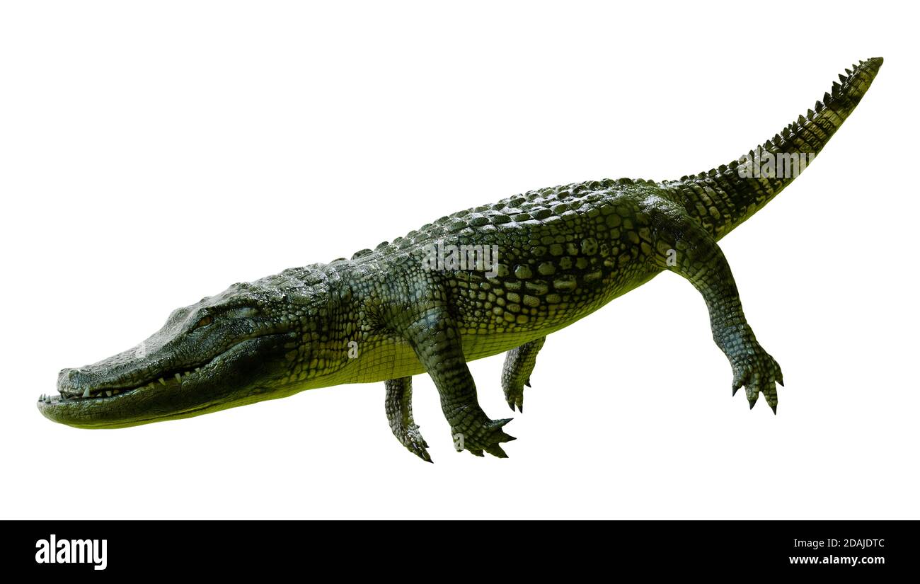 3D rendering of a green alligator isolated on white background Stock ...