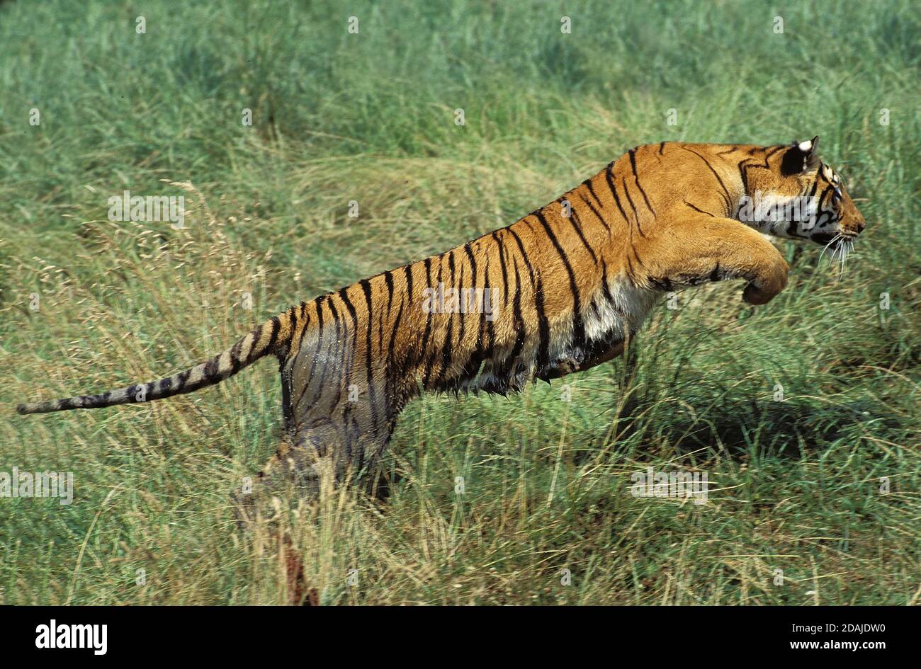 BENGAL TIGER panthera tigris tigris, ADULT RUNNING THROUGH LONG GRASS ...
