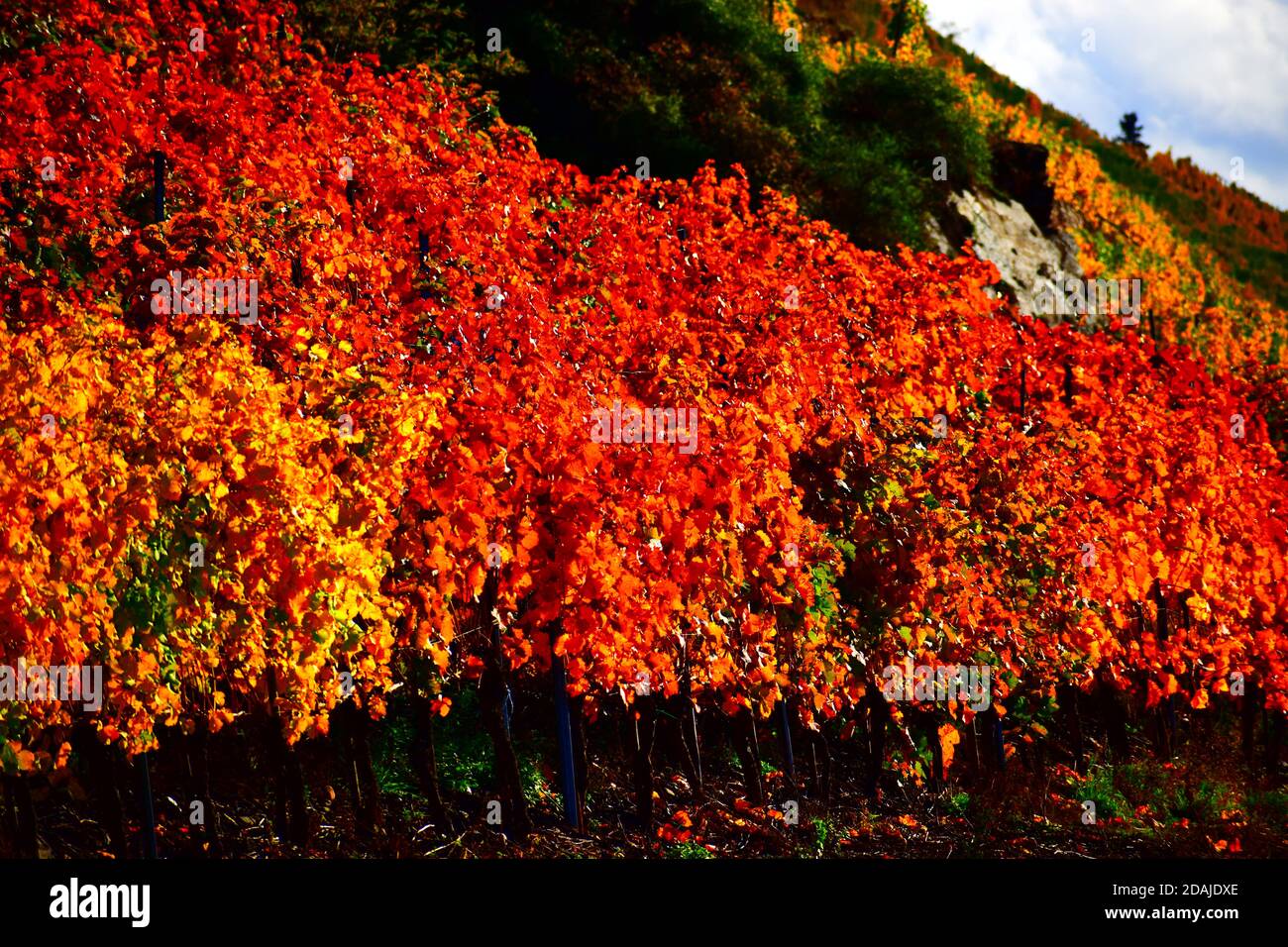 Dieblich an der mosel hi-res stock photography and images - Alamy
