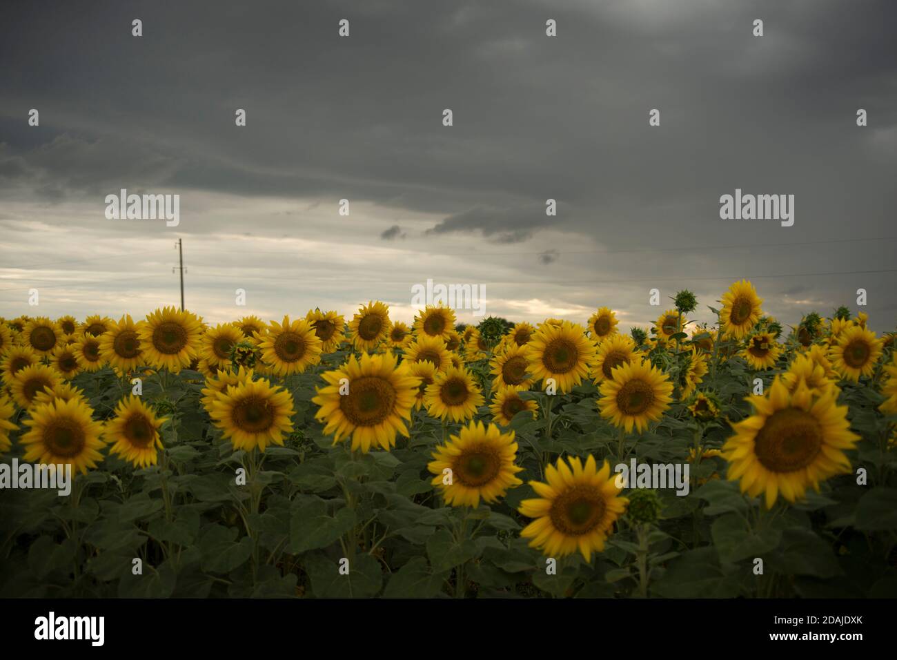 field of sunflowers. general background Stock Photo - Alamy
