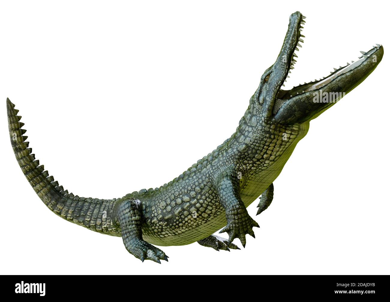 3D rendering of a green alligator isolated on white background Stock ...