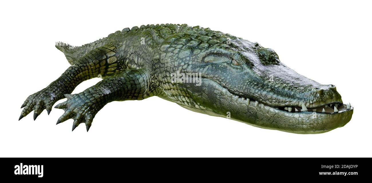 3D rendering of a green alligator isolated on white background Stock ...