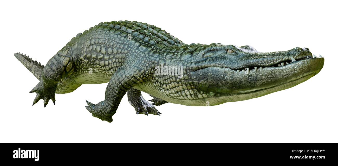 3D rendering of a green alligator isolated on white background Stock ...