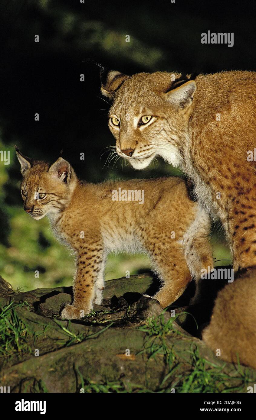 Female lynx profile hi-res stock photography and images - Alamy