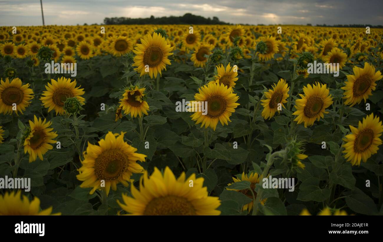 field of sunflowers. general background Stock Photo - Alamy