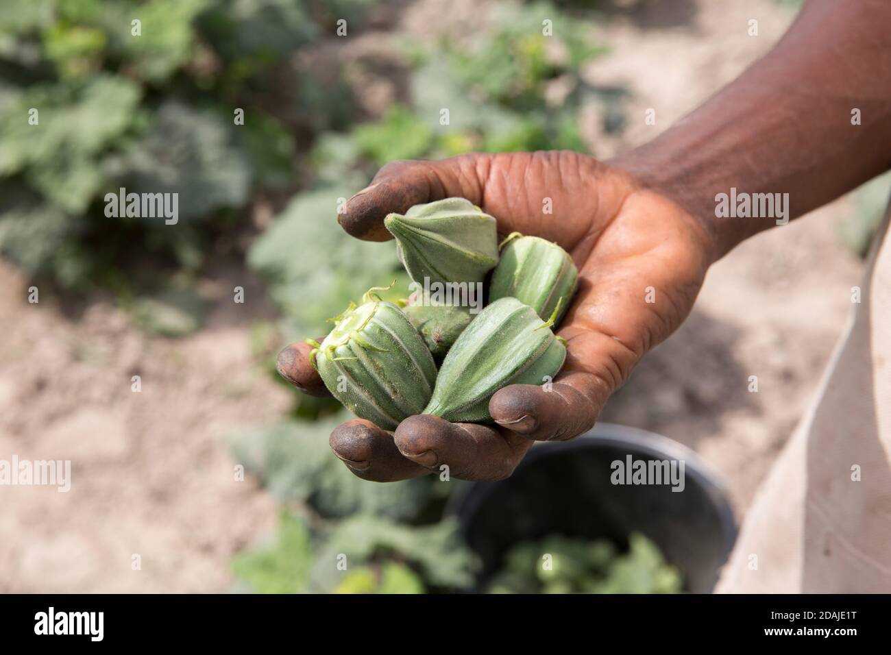 Family rice field hi-res stock photography and images - Alamy