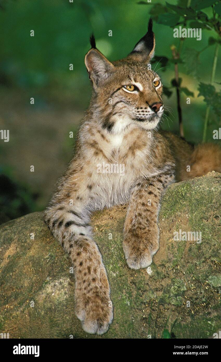 Lynx lynx lynx lying on a rock hi-res stock photography and images - Alamy