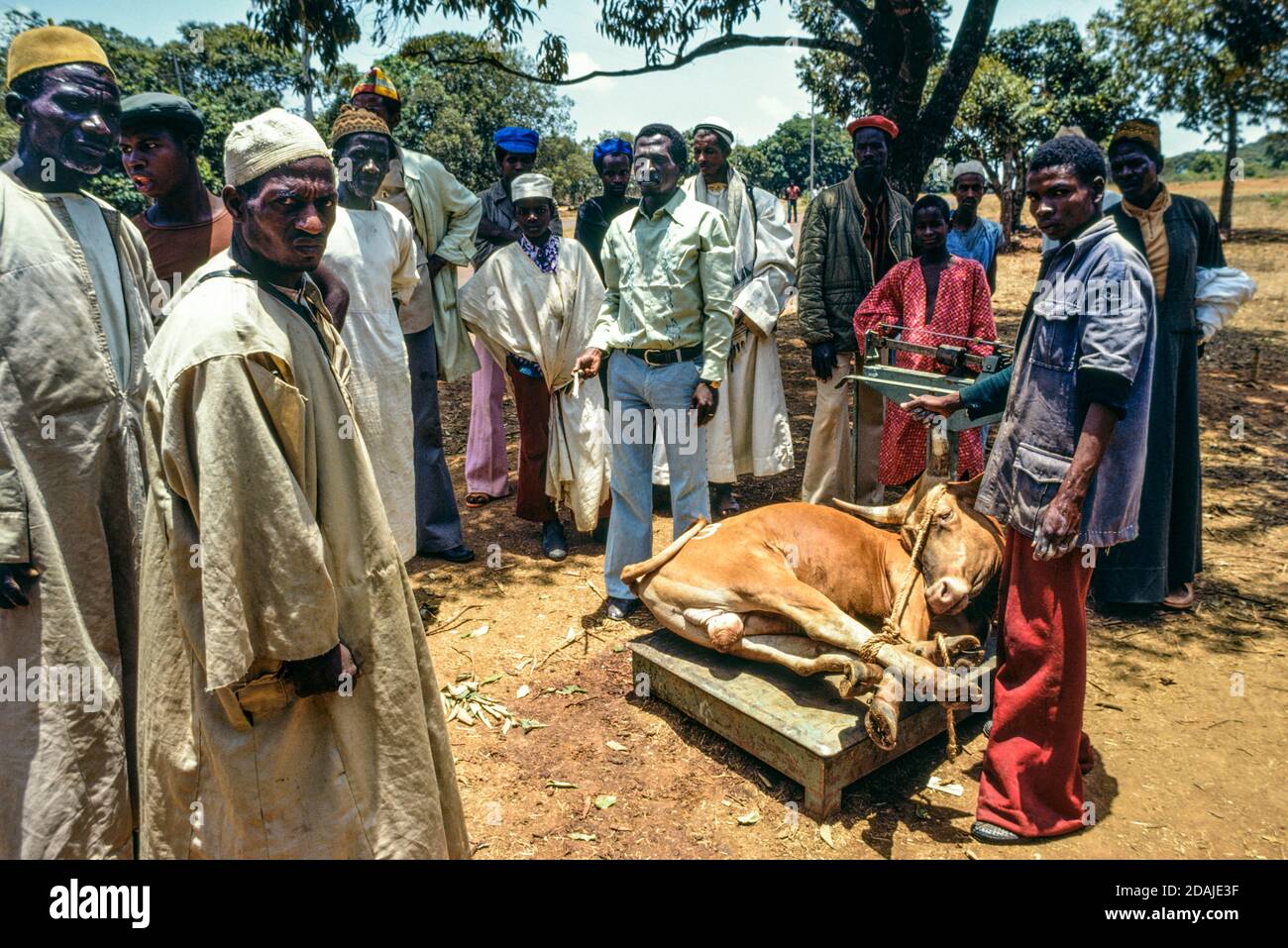 Weighing a cow hi-res stock photography and images - Alamy