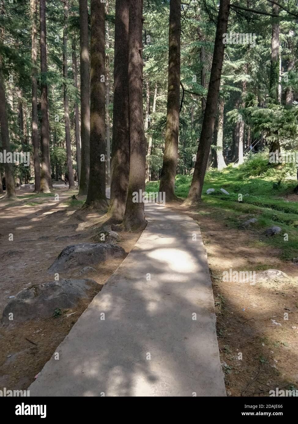 Narrow cemented path for hikers inside pine forest natural park in ...