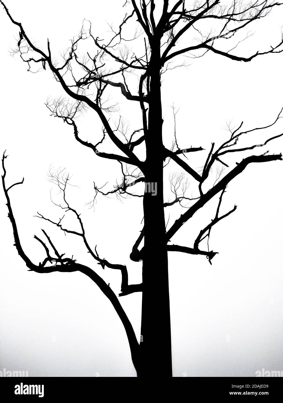Beautiful black and white tree without leaves Stock Photo - Alamy