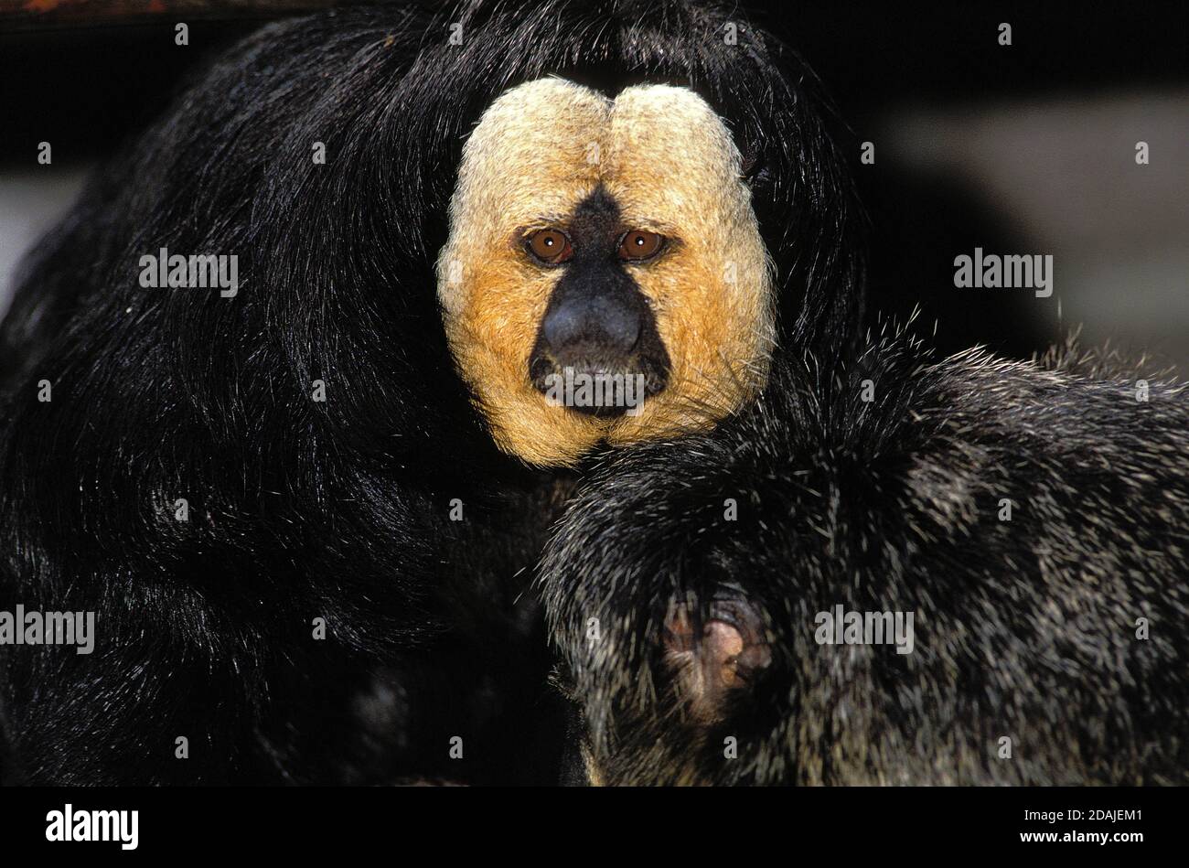 COUPLE OF WHITE FACED SAKI pithecia pithecia, MALE HAS WHITE FACE Stock ...