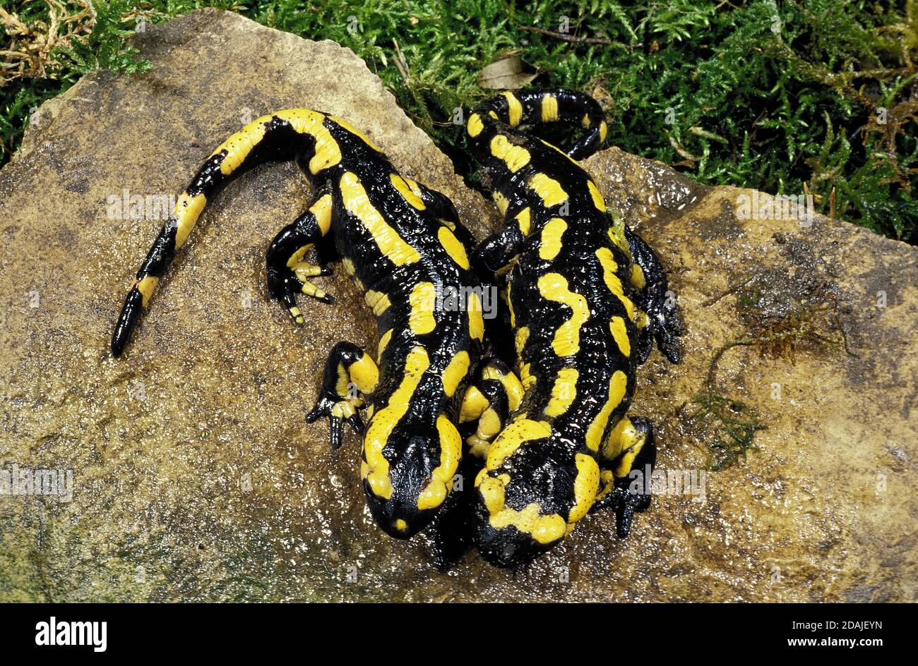 FIRE SALAMANDER salamandra salamandra, PAIR OF ADULTS STANDING ON ROCK ...