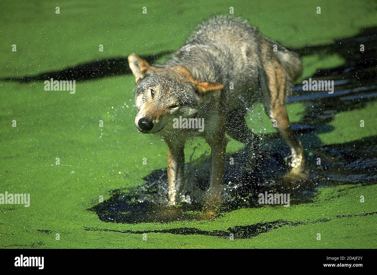 EUROPEAN WOLF canis lupus, ADULT STANDING IN WATER, SHAKING WATER OFF ...
