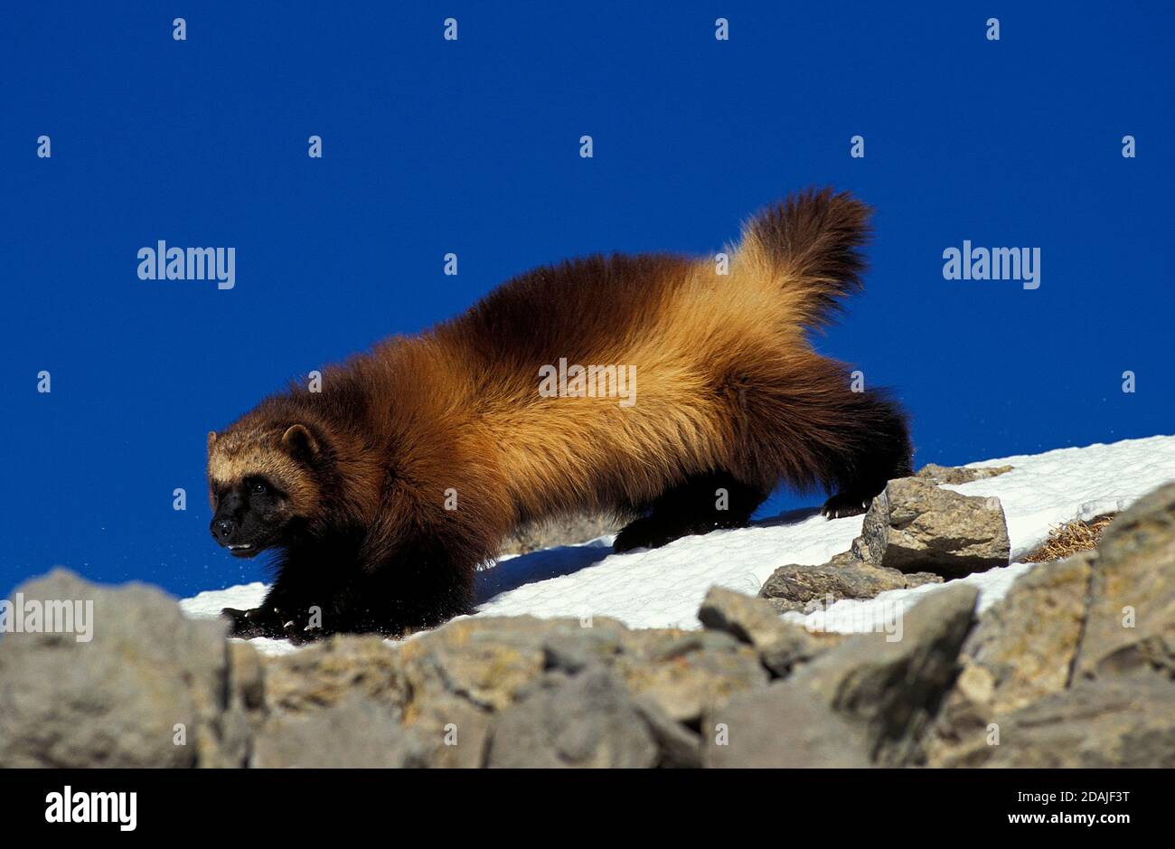 NORTH AMERICAN WOLVERINE gulo gulo luscus, ADULT STANDING ON ROCK ...
