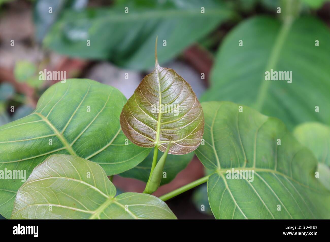 Peepal tree hi-res stock photography and images - Alamy