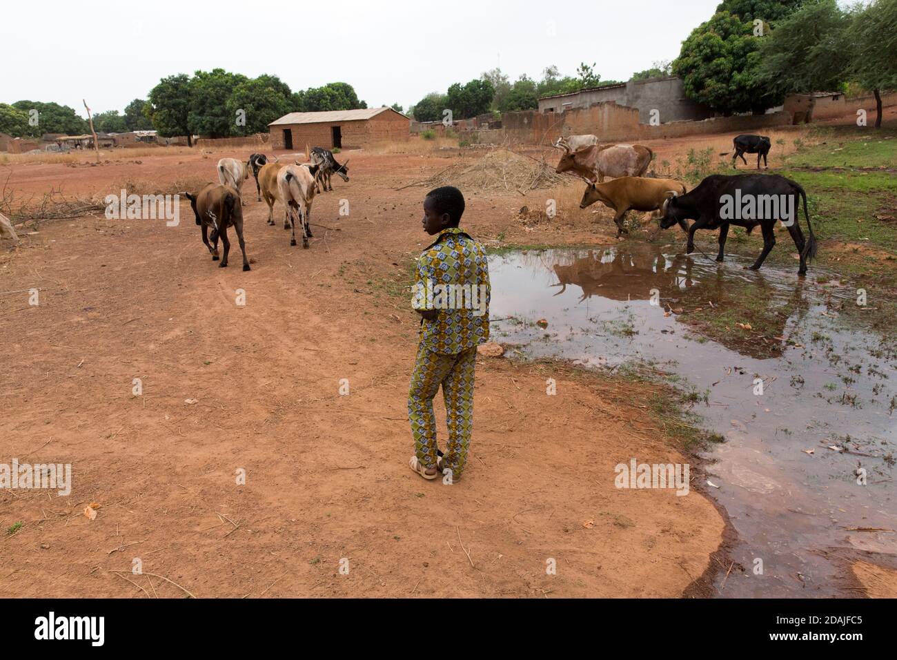 Herding cows hi-res stock photography and images - Alamy