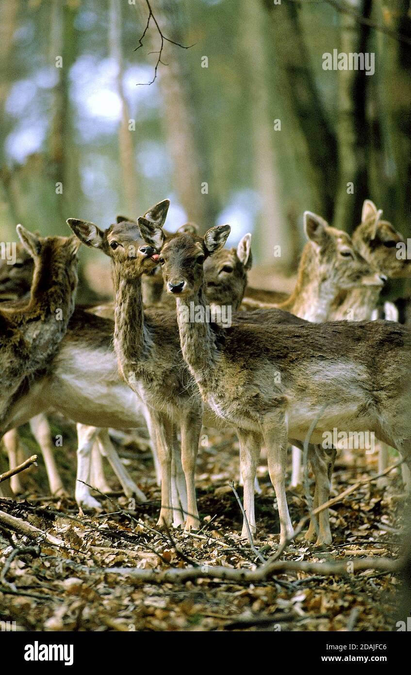 Cervid females hi-res stock photography and images - Alamy