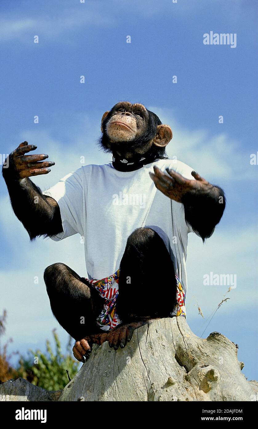 CHIMPANZEE pan troglodytes, TRAINED AND DISGUISED ANIMAL Stock Photo ...