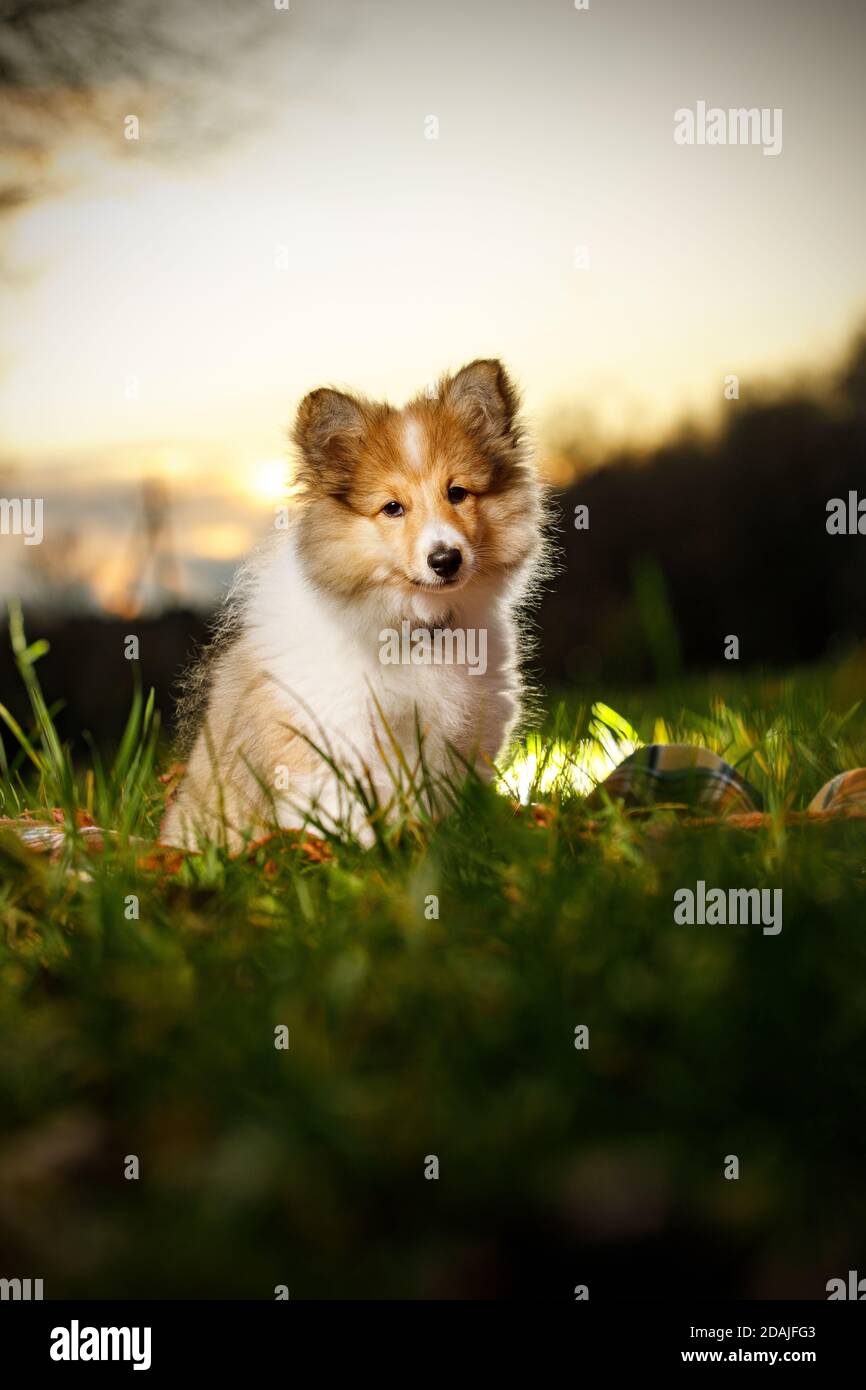 Shetland Sheepdog Puppy. Sheltie on sunset Stock Photo - Alamy