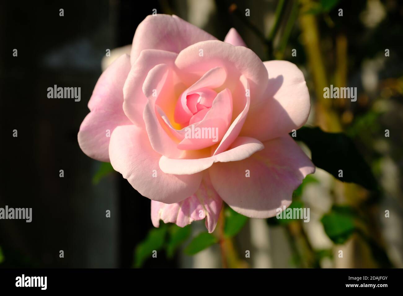 morning sunshine falling on a blooming pink rose flower Stock Photo - Alamy