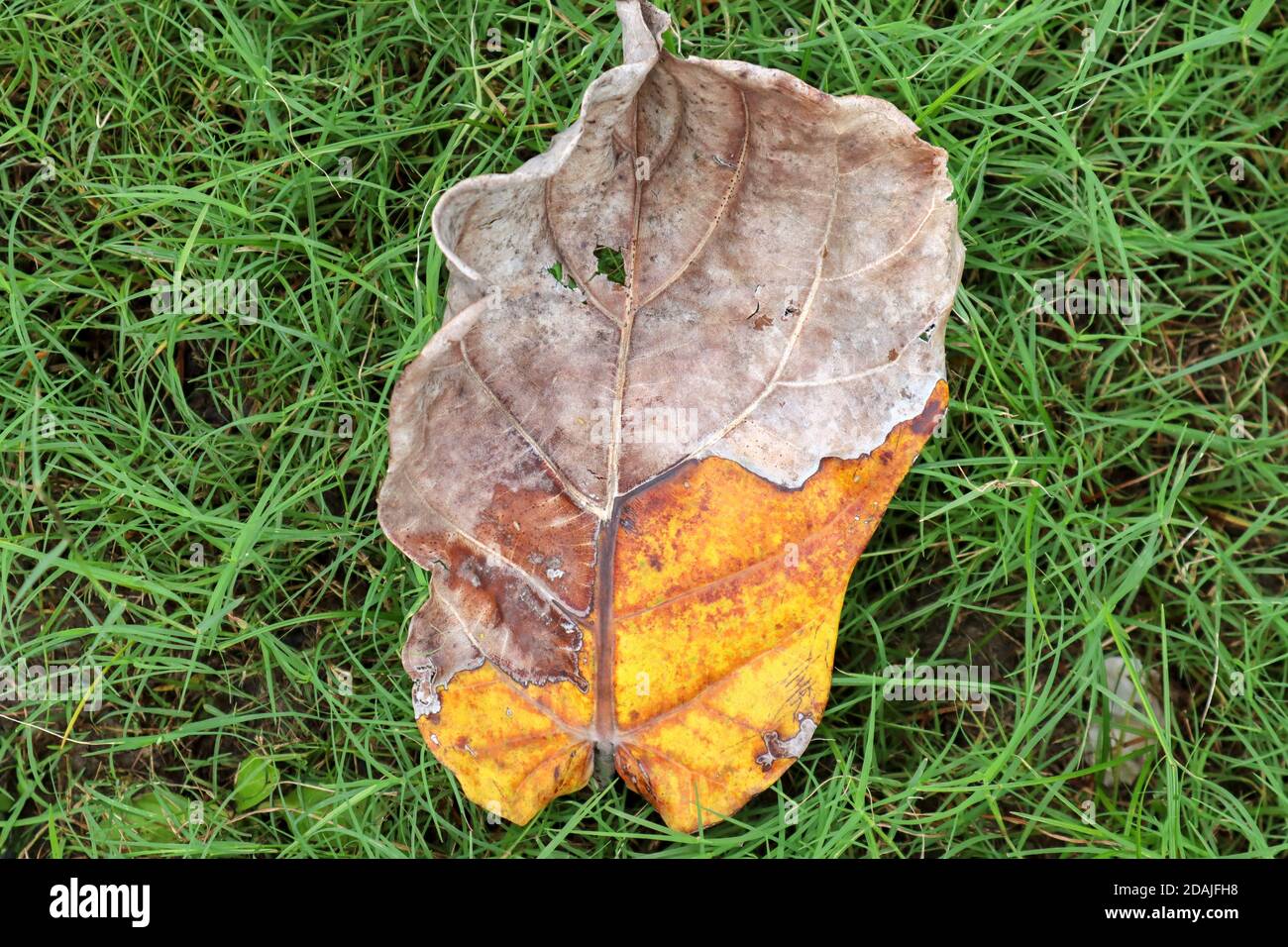 Rotten leaf hi-res stock photography and images - Alamy