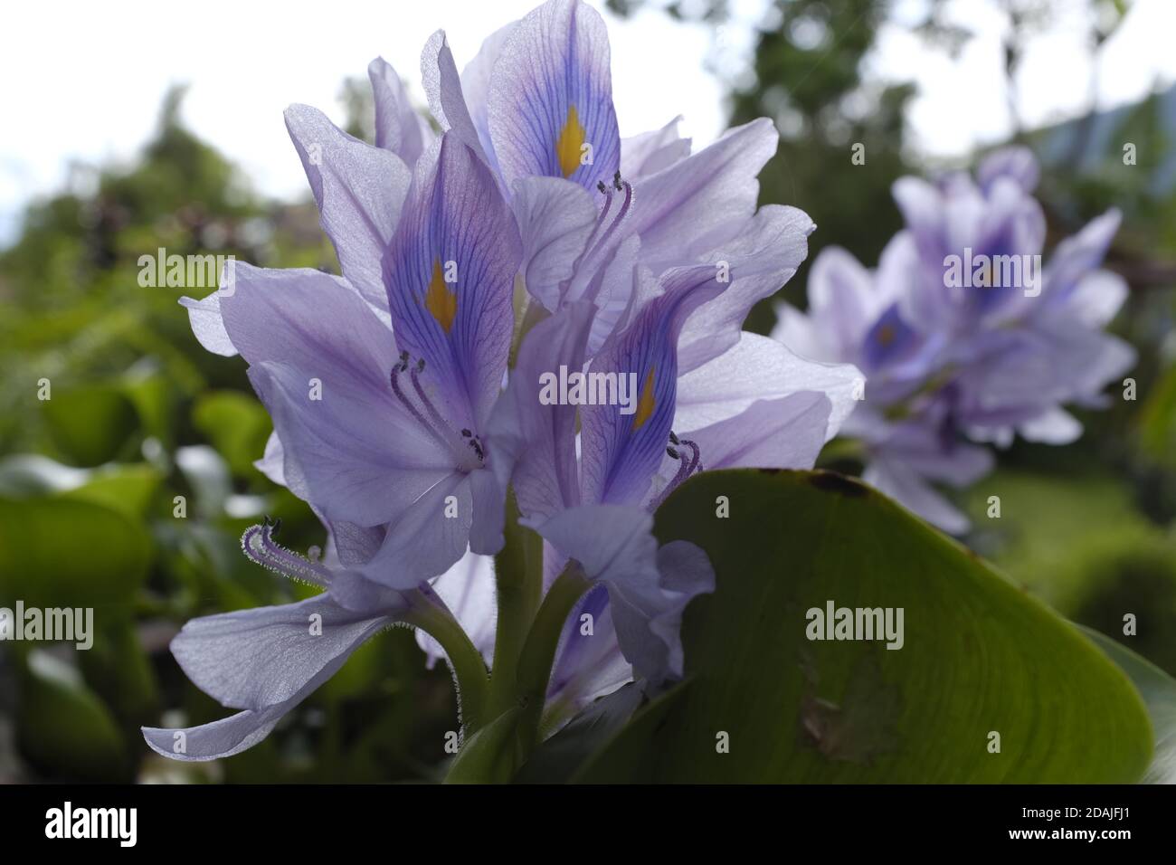 Common Water Hyacinth Flowers Stock Photo - Alamy