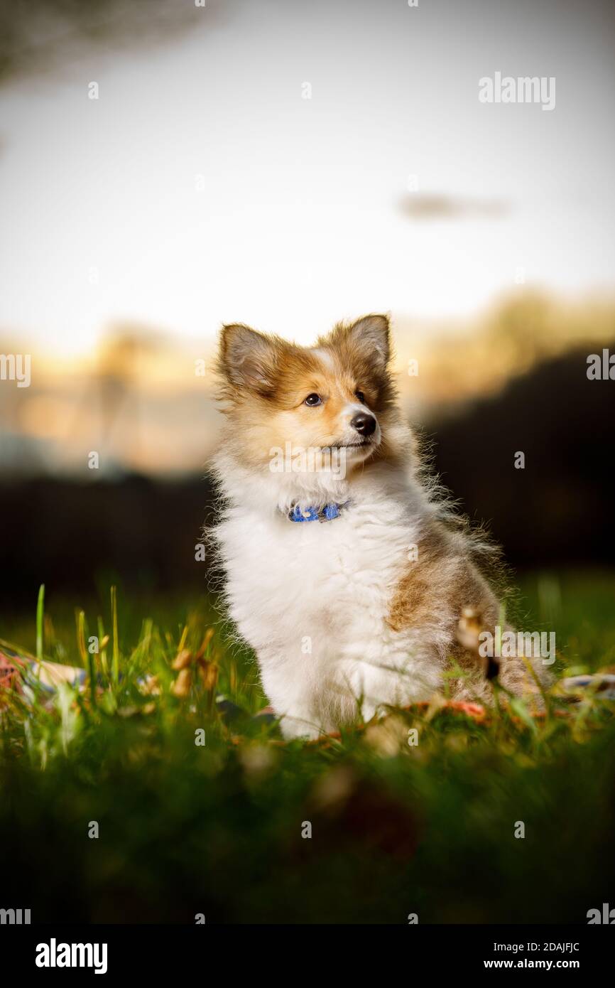 Shetland Sheepdog Puppy. Sheltie on sunset Stock Photo - Alamy