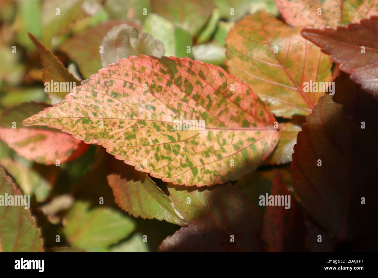 Beautiful red leaf with colorful spots. Unique textured leaves Stock ...