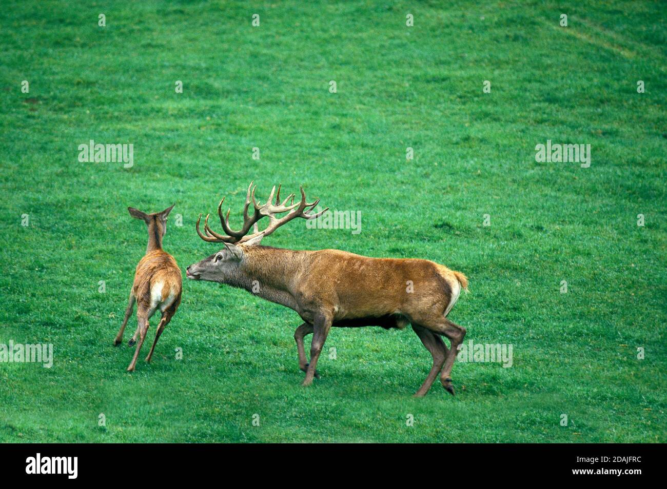 Male and female red deer hi-res stock photography and images - Alamy
