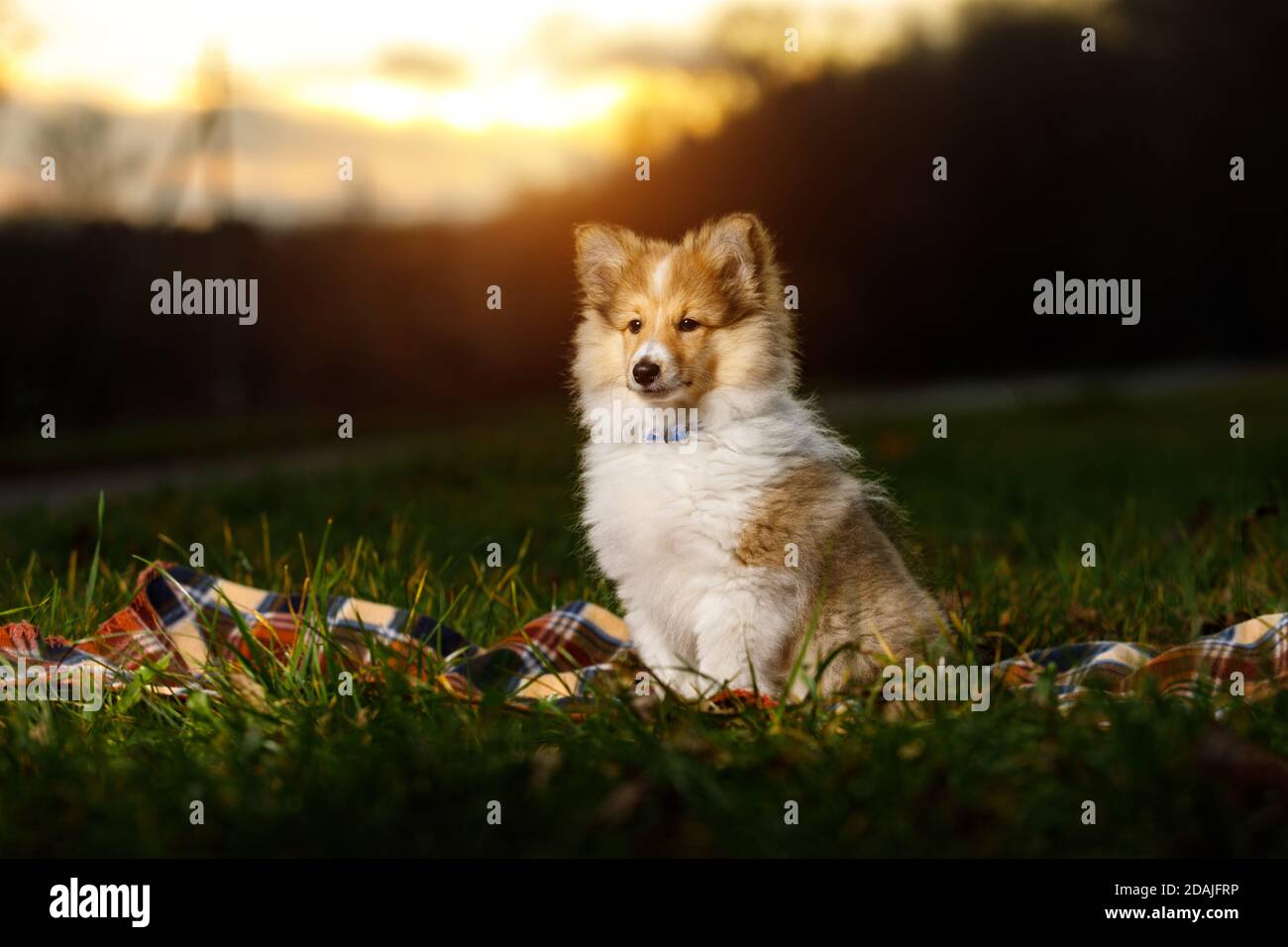 Shetland Sheepdog Puppy. Sheltie on sunset Stock Photo - Alamy