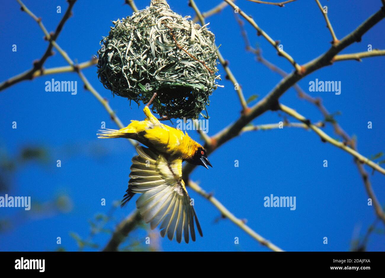 VILLAGE WEAVER ploceus cucullatus, ADULT VENTILATING NEST WITH WINGS TO ...