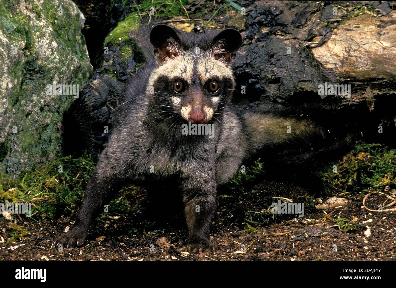 COMMON PALM CIVET paradoxurus hermaphroditus, ADULT Stock Photo - Alamy