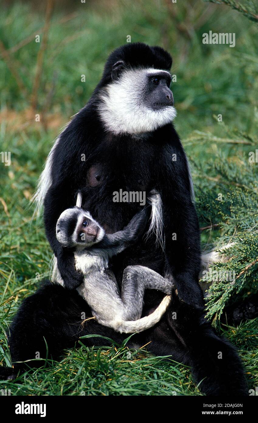 BLACK AND WHITE COLOMBUS MONKEY colobus guereza, FEMALE CARRYING YOUNG ...