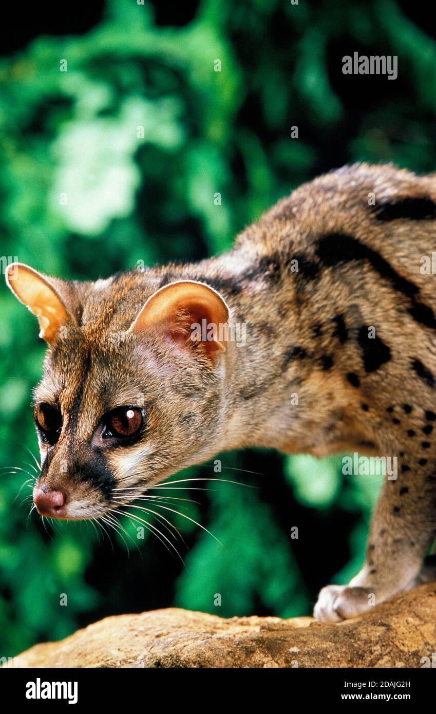 SMALL SPOTTED GENET genetta genetta, PORTRAIT OF ADULT Stock Photo - Alamy