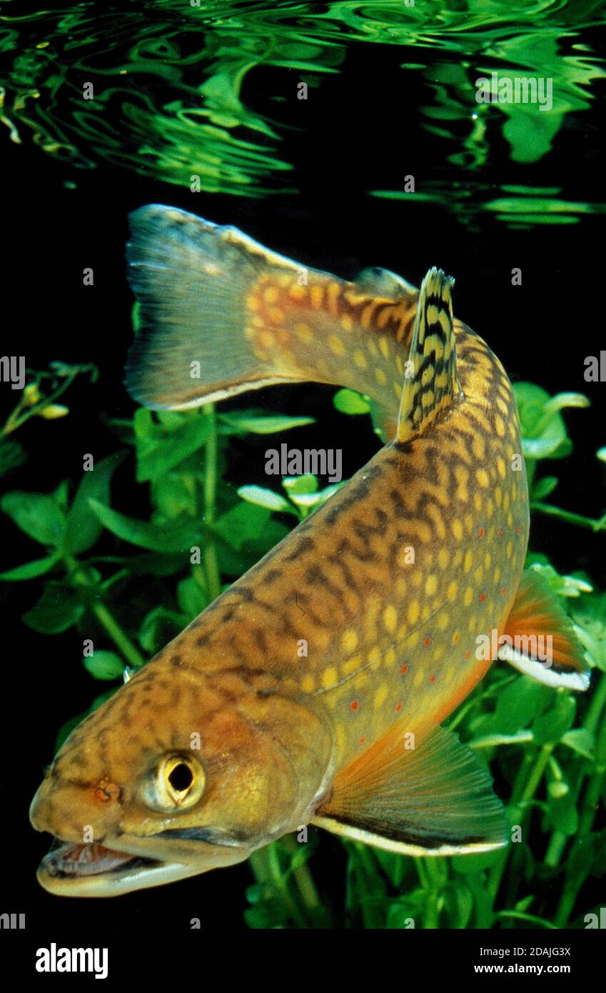 Brook trout salvelinus fontinalis brook hi-res stock photography and ...