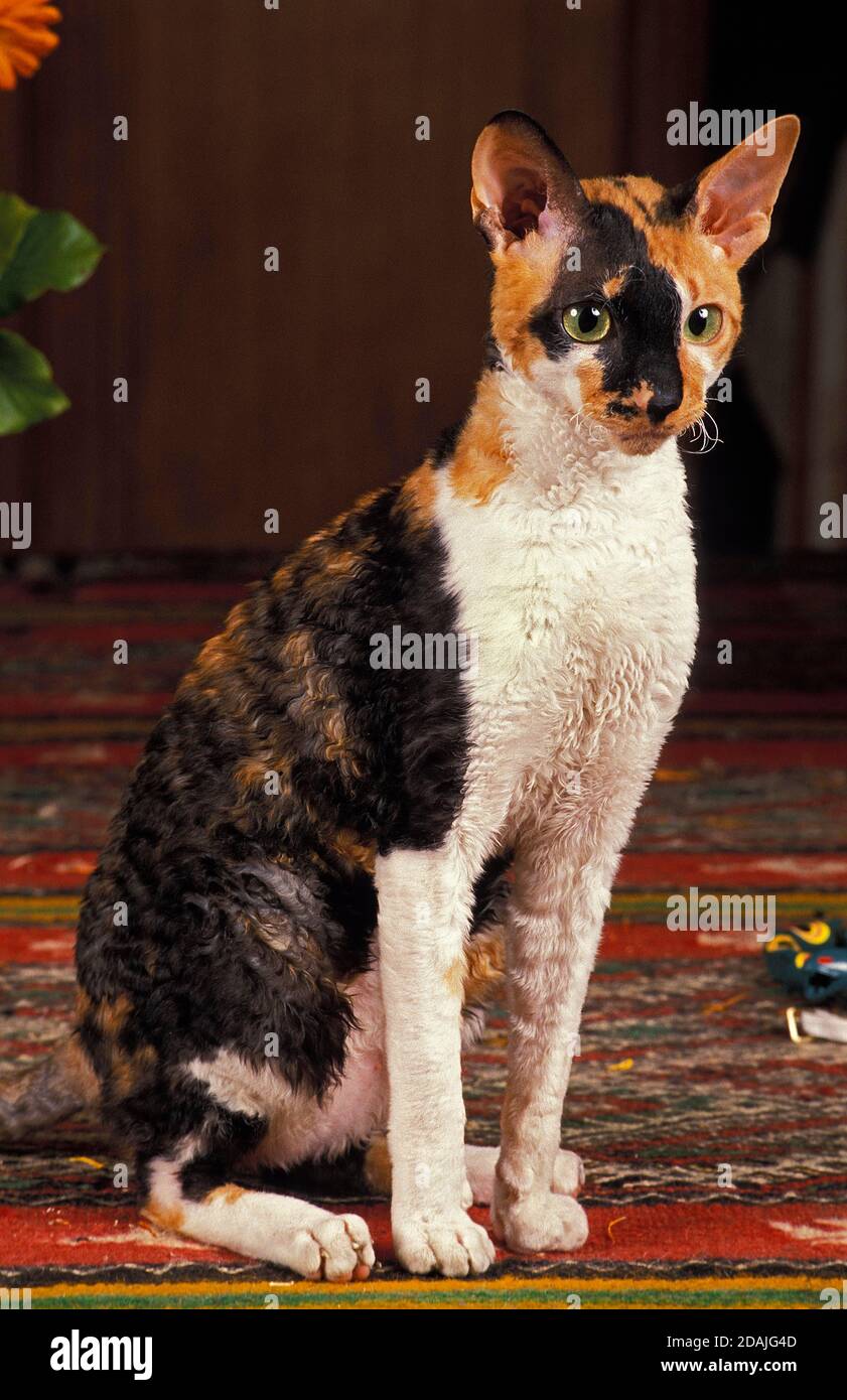 CORNISH REX CAT, ADULT SITTING Stock Photo - Alamy