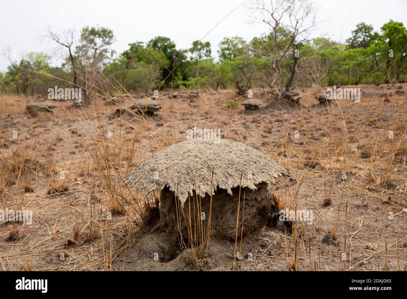 Termite farmers hi-res stock photography and images - Alamy