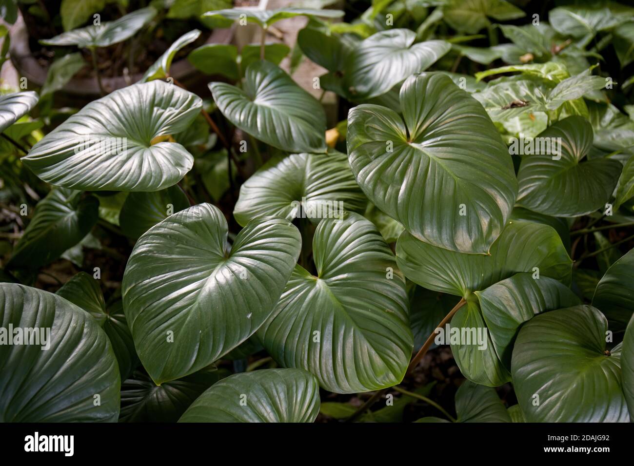Close up Group of Green Caladium on The Ground Stock Photo - Alamy