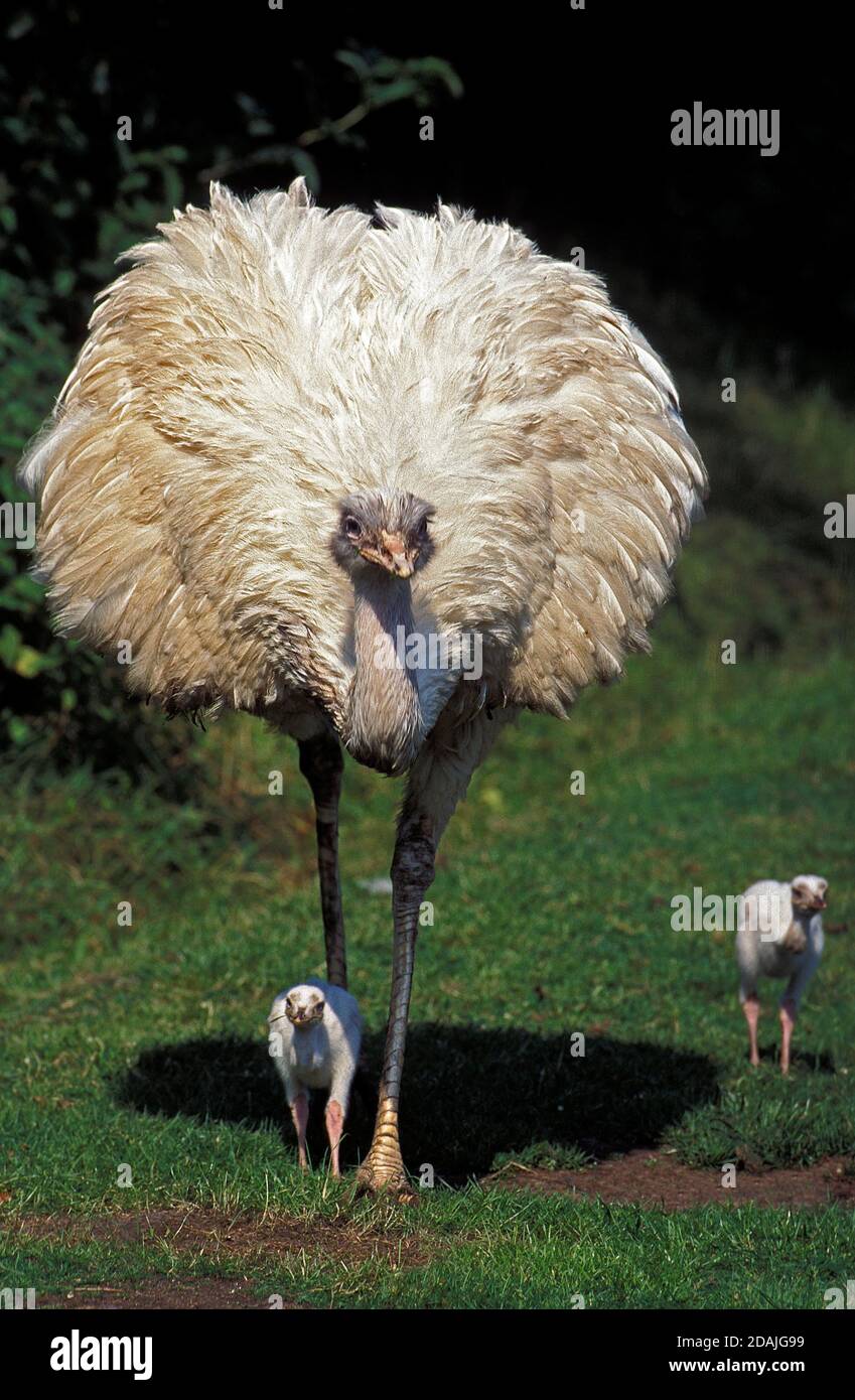 AMERICAN RHEA rhea americana, FEMALE WITH CHICKS Stock Photo - Alamy
