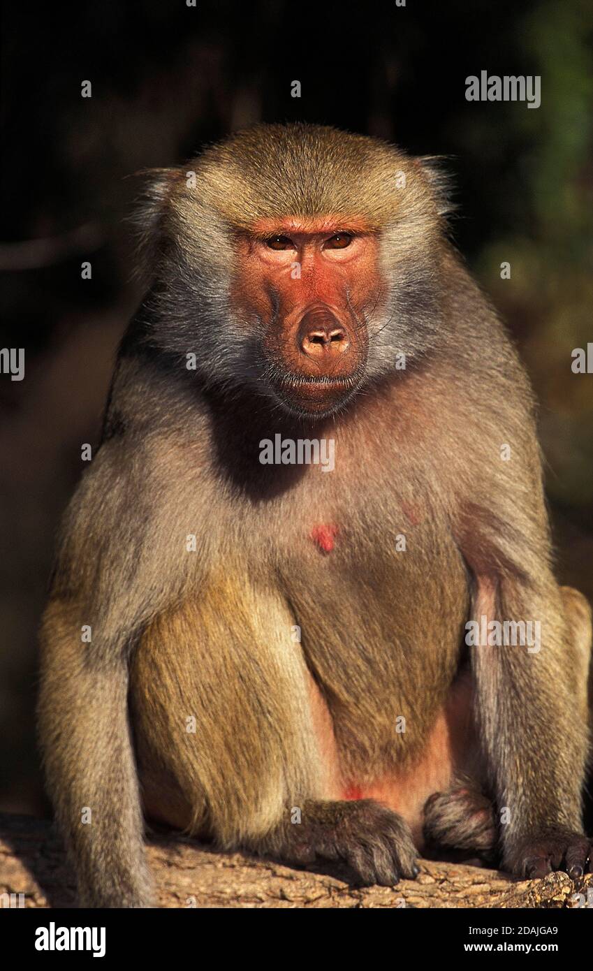 HAMADRYAS BABOON papio hamadryas, FEMALE SITTING Stock Photo - Alamy