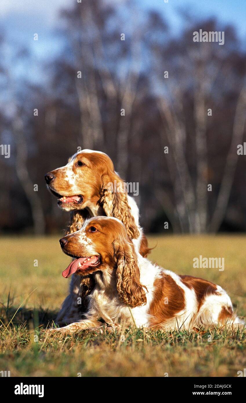 ENGLISH COCKER SPANIEL, ADULTS STANDING ON GRASS Stock Photo - Alamy
